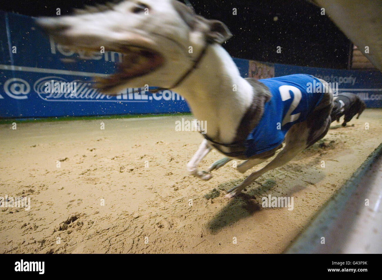 Greyhounds - Wimbledon Greyhound Stadium Stock Photo - Alamy