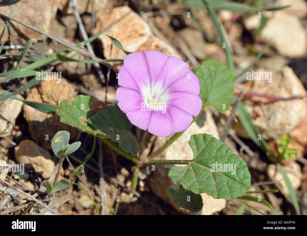 Mallow-leaved Bindweed - Convolvulus althaeoides Pink Wild Flower from ...
