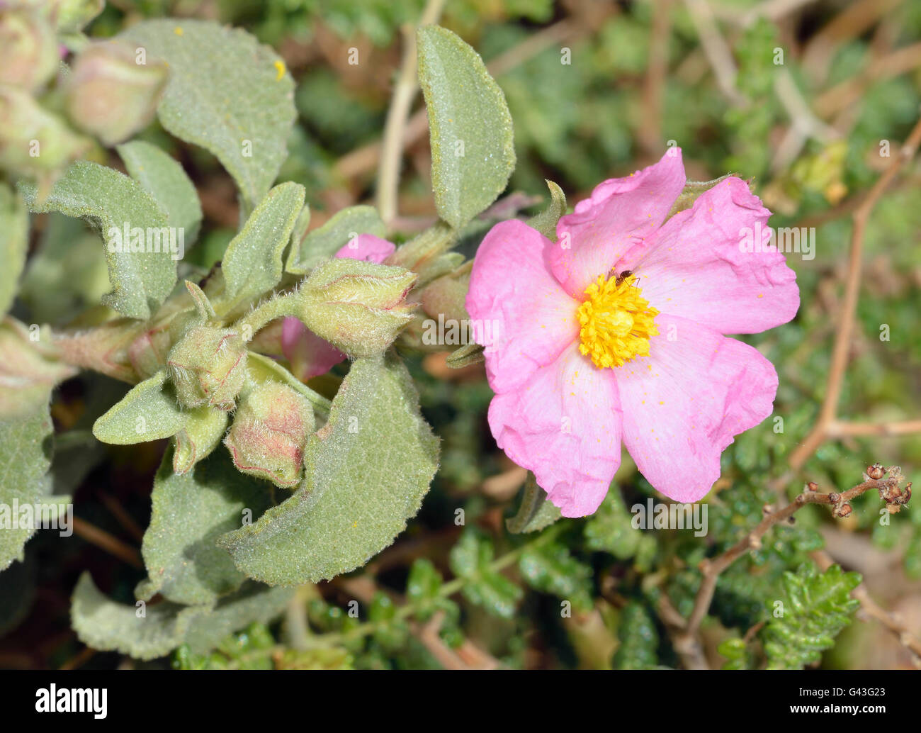 Small-flowered Cistus - Cistus praviflorus Pink Mediterranean Shrub ...