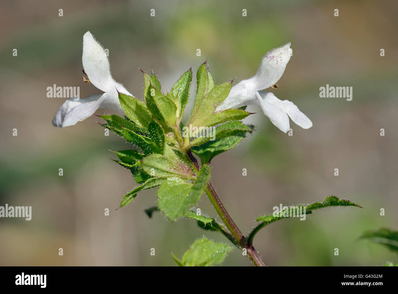 Prasium hi-res stock photography and images - Alamy