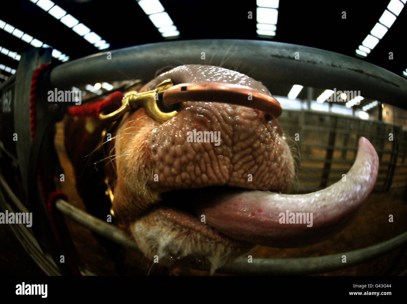 Perth Bull Sale Stock Photo - Alamy