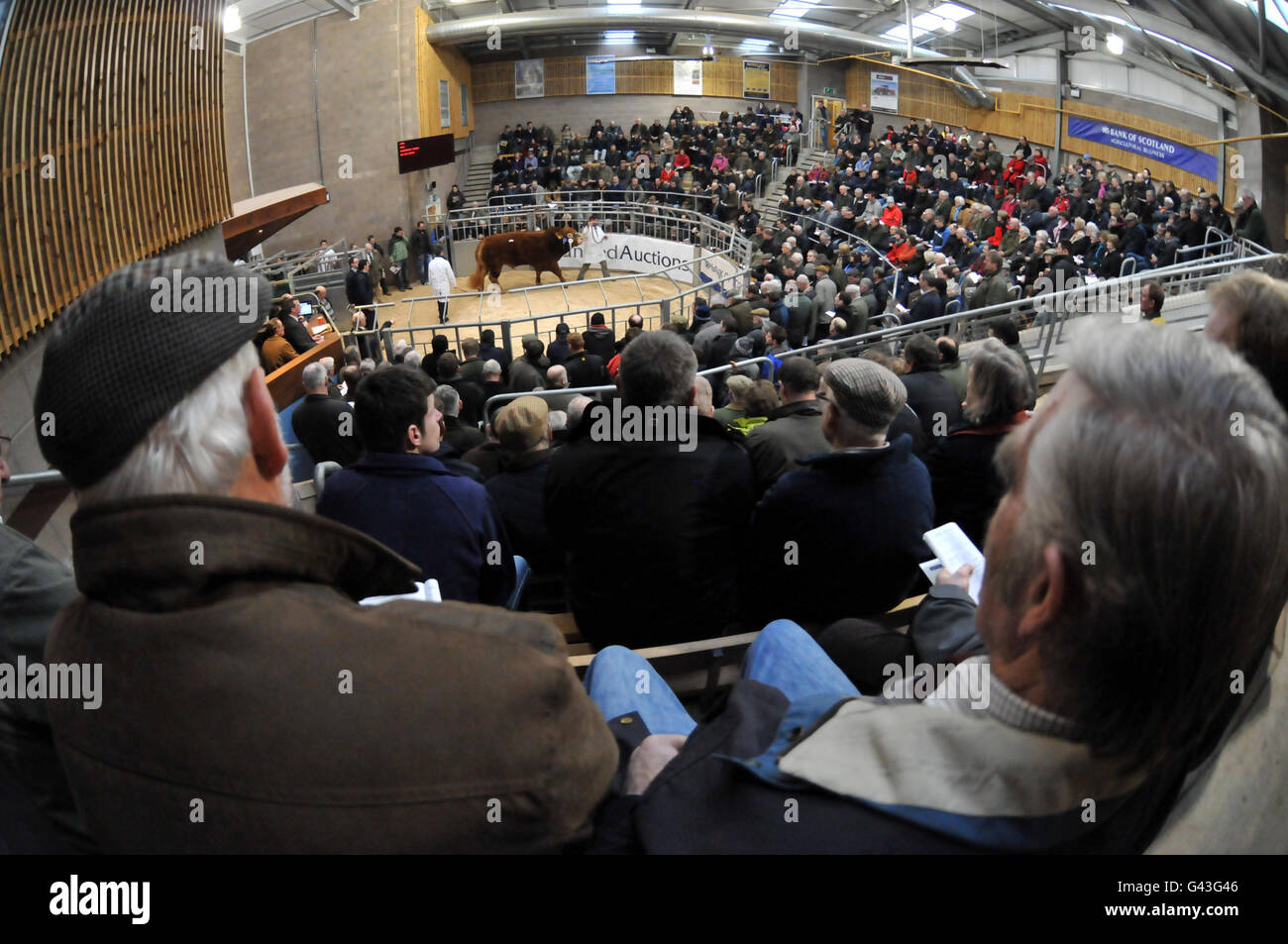 People watch farmers parade their Limousin bulls in the auction room at ...