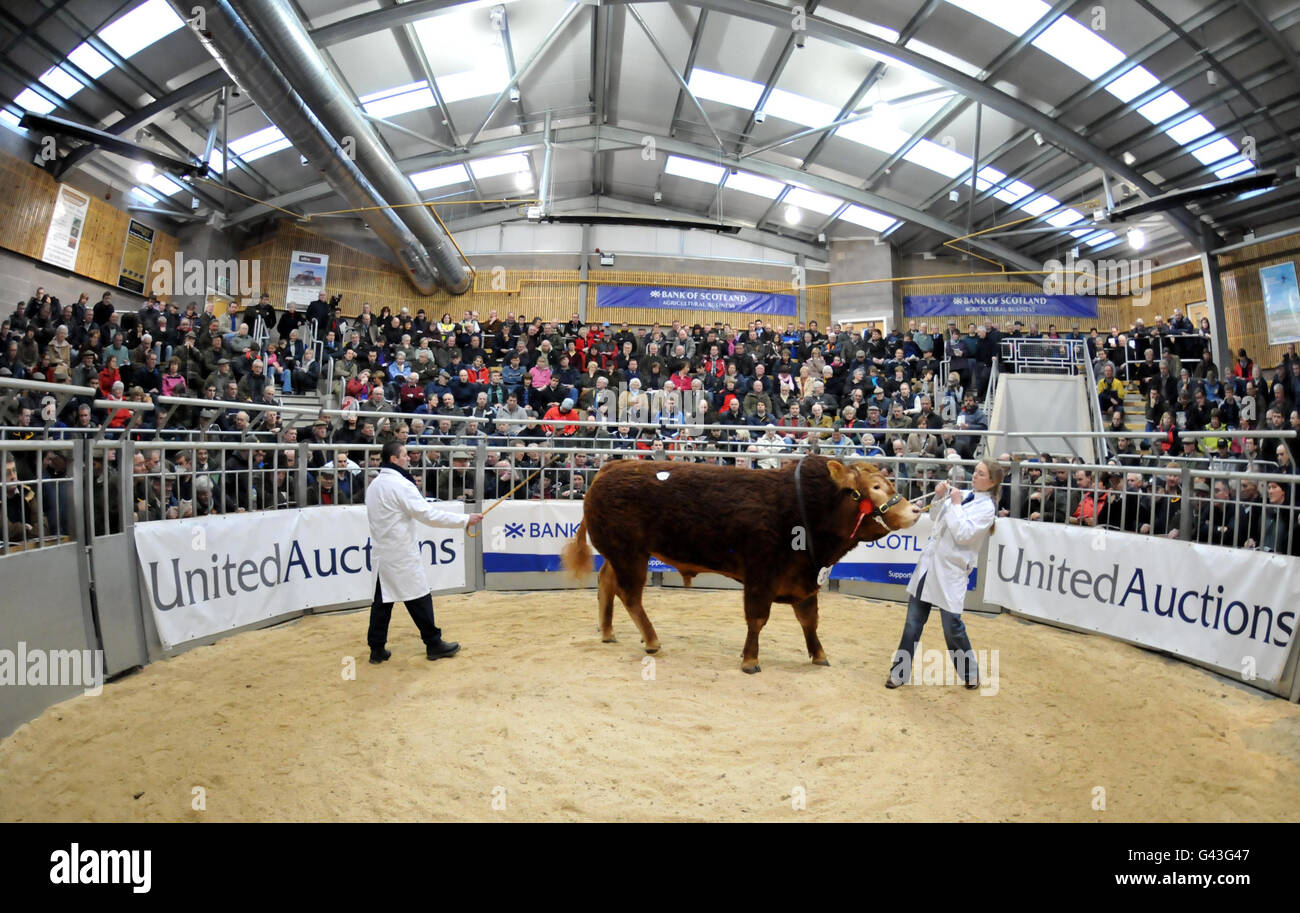 Farmers parade bulls hi-res stock photography and images - Alamy
