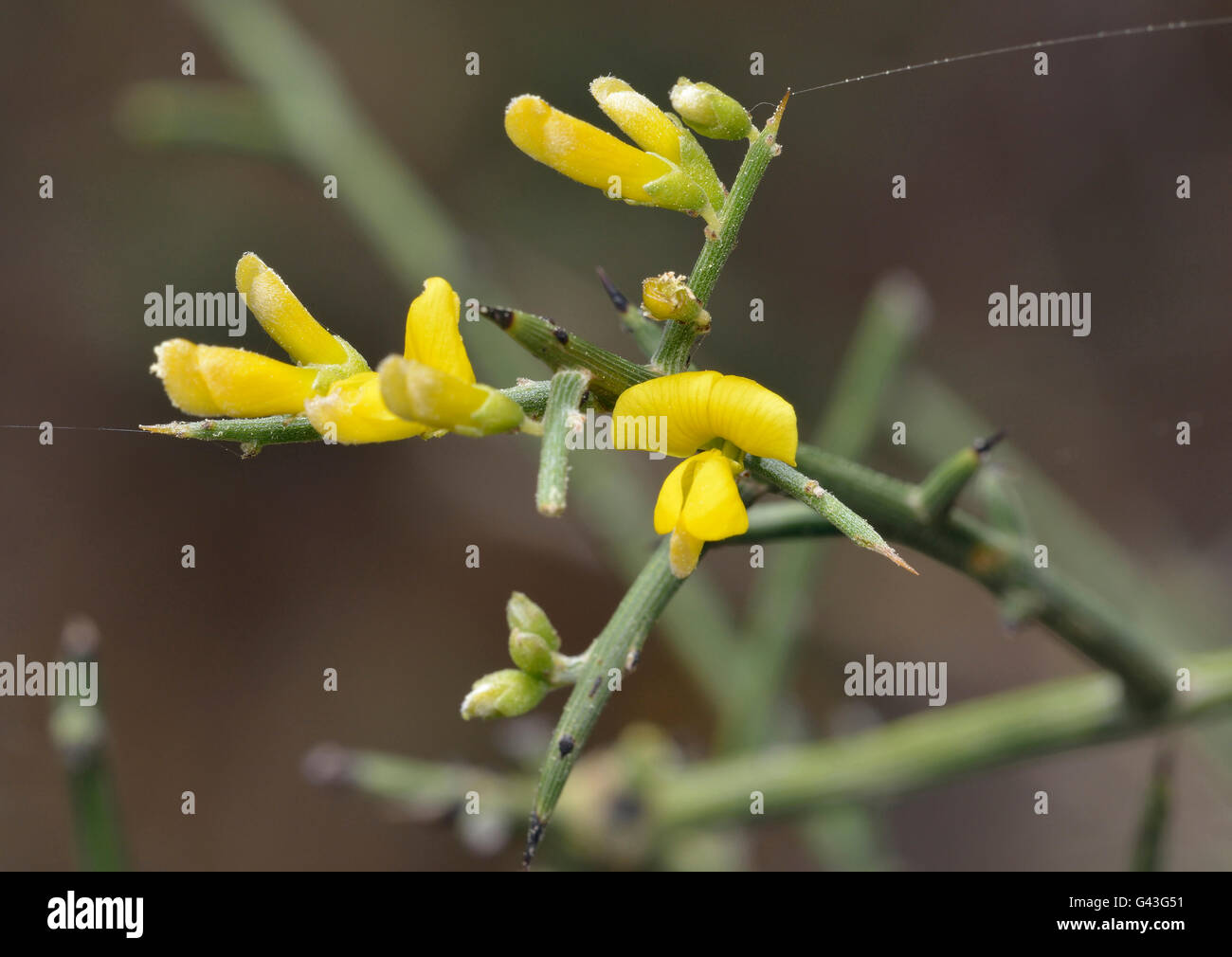 Genista shrub mediterranean flora hi-res stock photography and images ...
