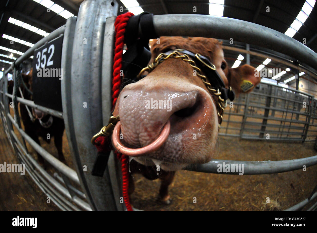 A bull before it enters the auction room at the Perth Bull Sale held at ...