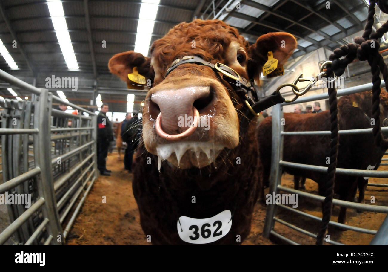 Perth Bull Sale. A bull before it enters the auction room at the Perth ...