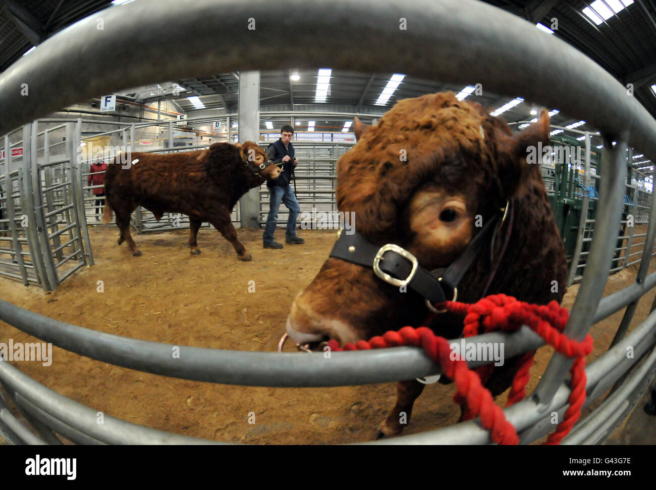 Bulls before they enter the auction room at the Perth Bull Sale held at ...