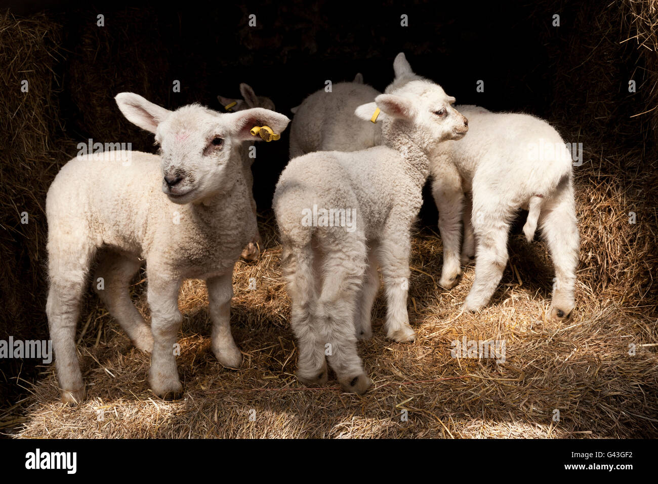 Tail docking ring hi-res stock photography and images - Alamy