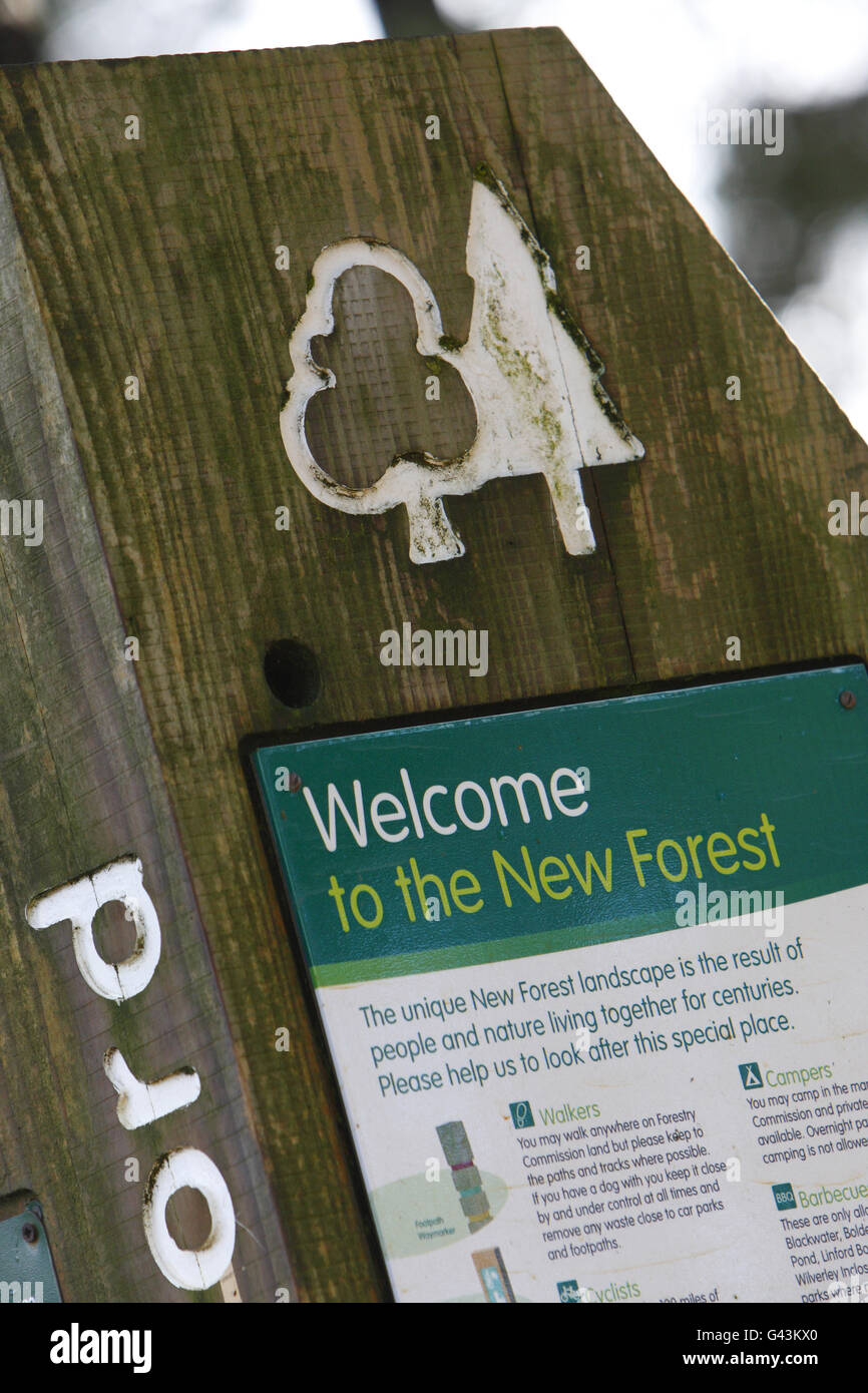 New Forest National Park Stock Photo - Alamy