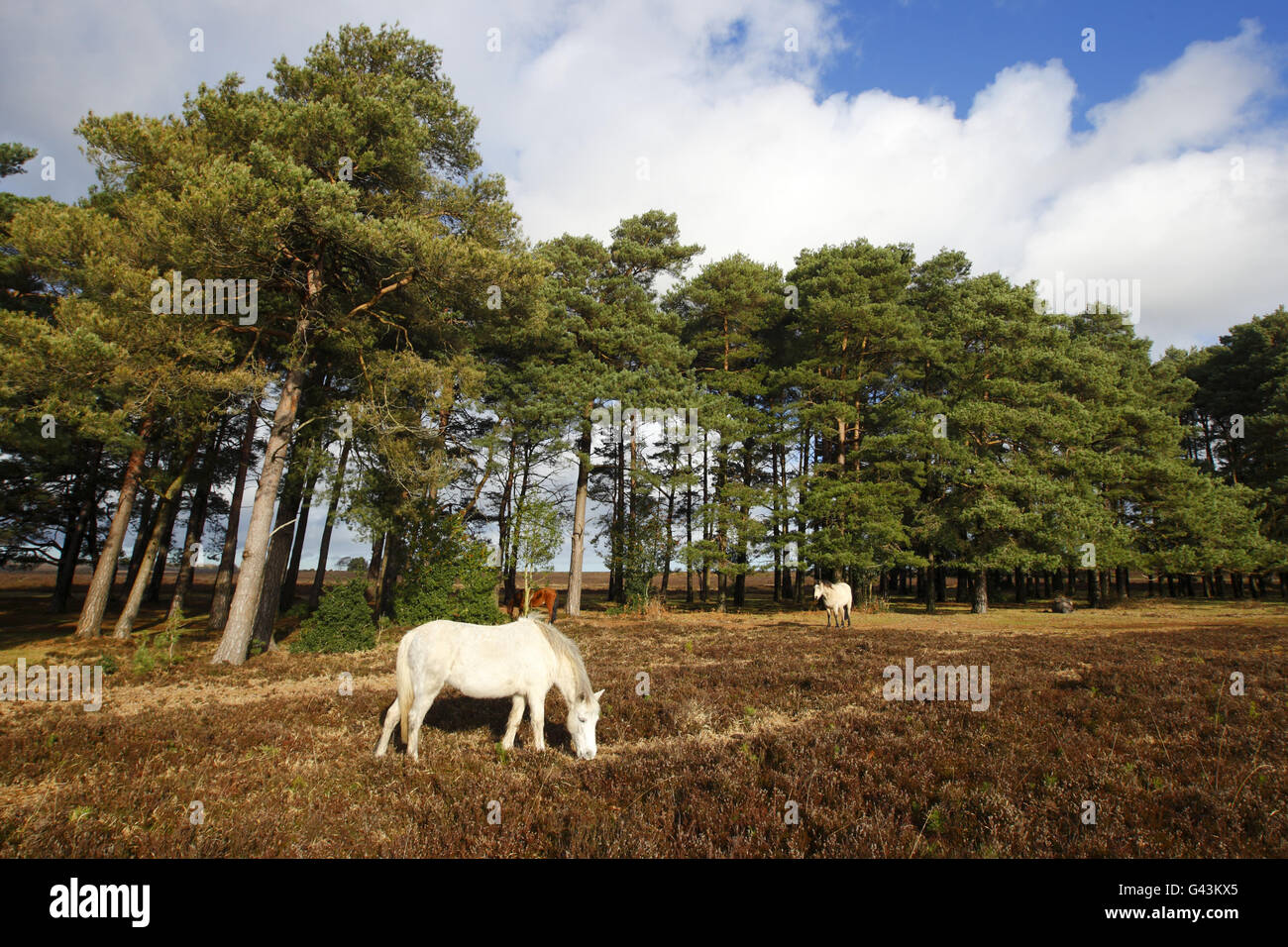 New Forest National Park Stock Photo - Alamy