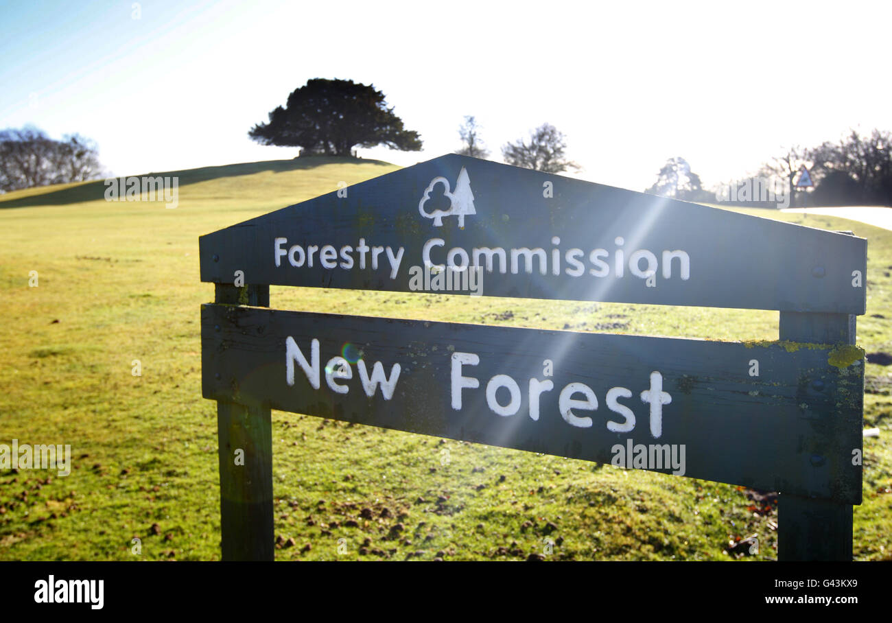 New Forest National Park Stock Photo - Alamy