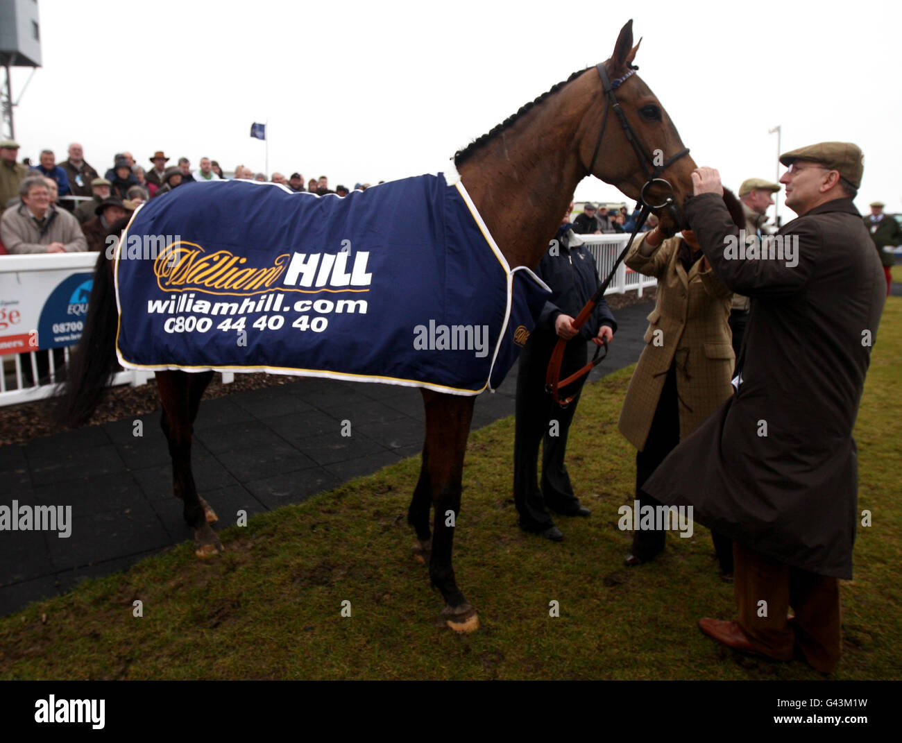 Oscar whiskey wearing a william hill branded saddle cloth hi-res stock ...