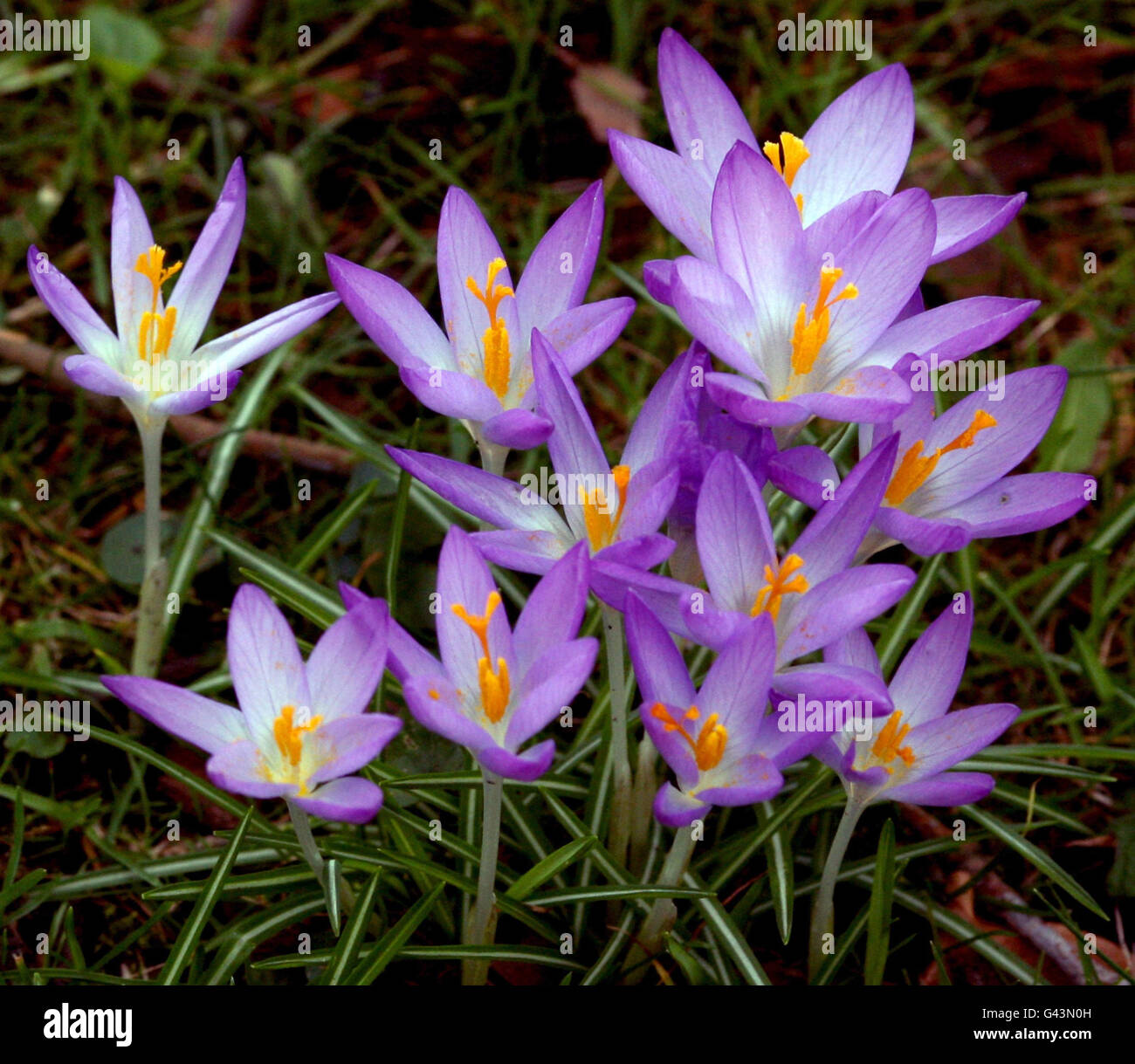 Bloom along backs hi-res stock photography and images - Alamy