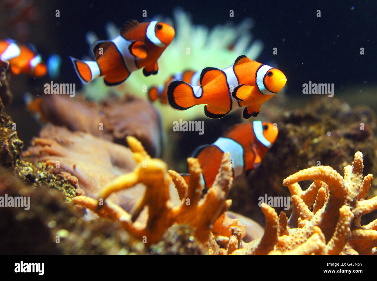 Clown fish at Blue Reef Aquarium Stock Photo - Alamy