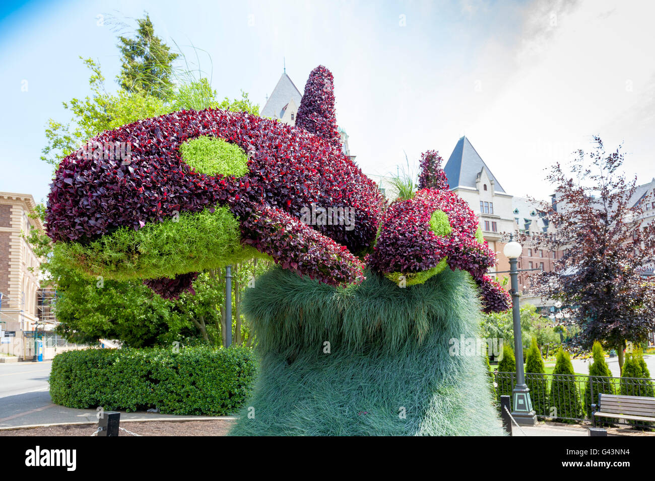 Orca whale and calf hi-res stock photography and images - Alamy