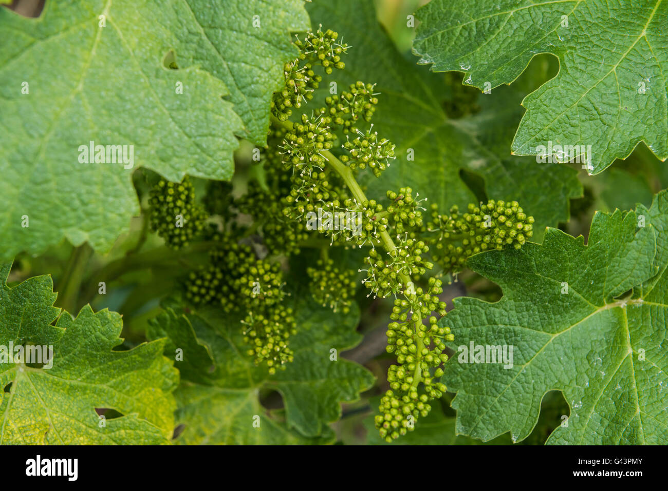 Flowers of grapevine in Piedmont, Alba district, Italy Stock Photo - Alamy