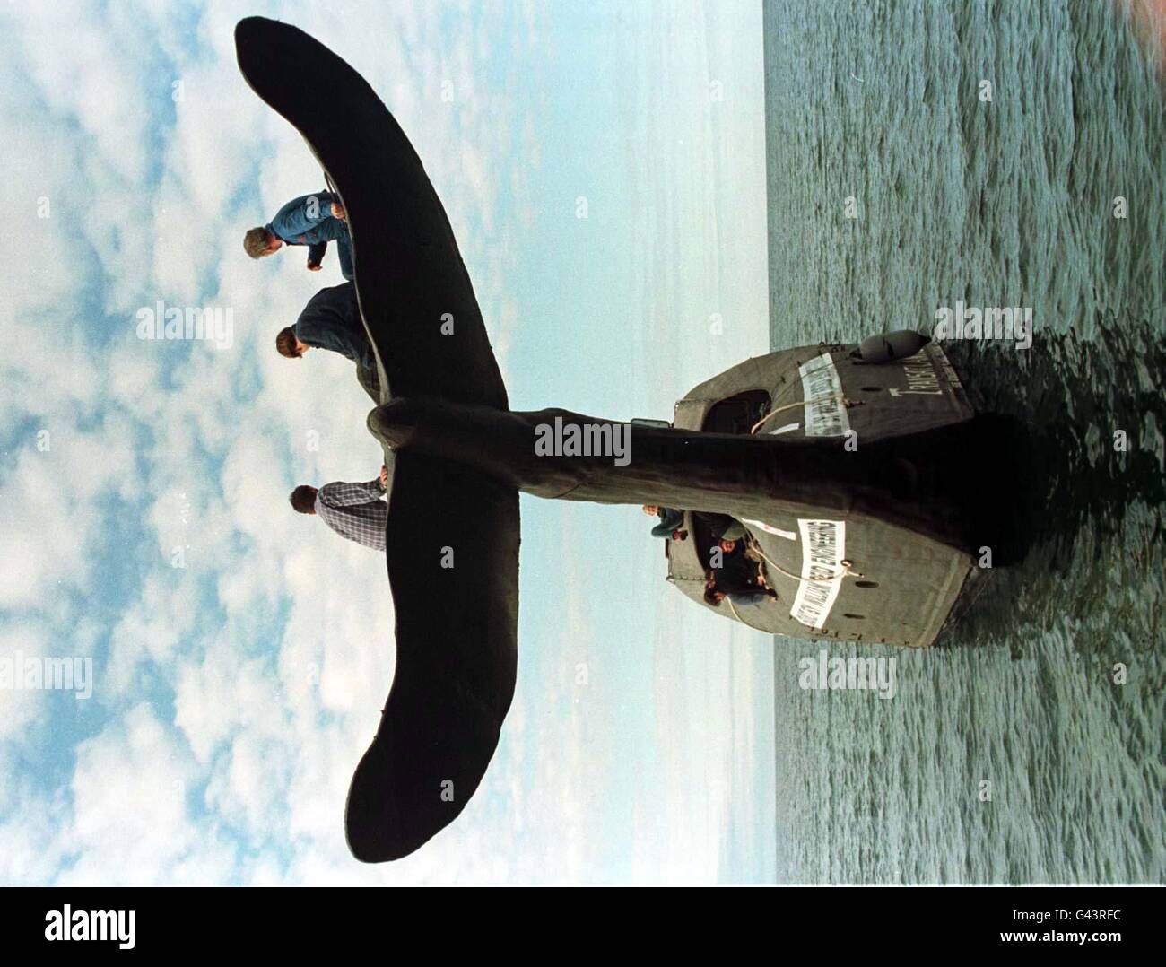 Tom mcclean whale hi-res stock photography and images - Alamy