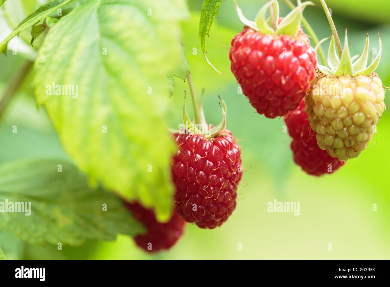 Raspberry cane hi-res stock photography and images - Alamy