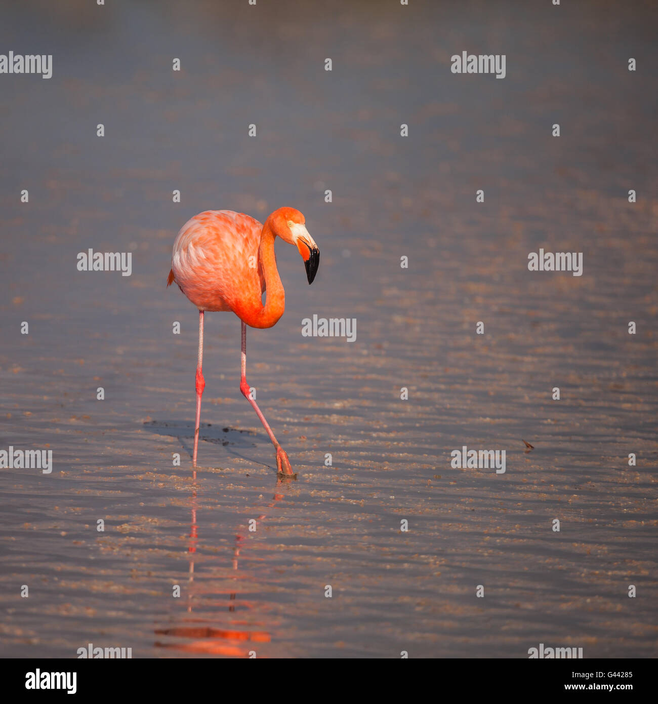 Flamingo bird in nature. beauty in wildlife Stock Photo - Alamy