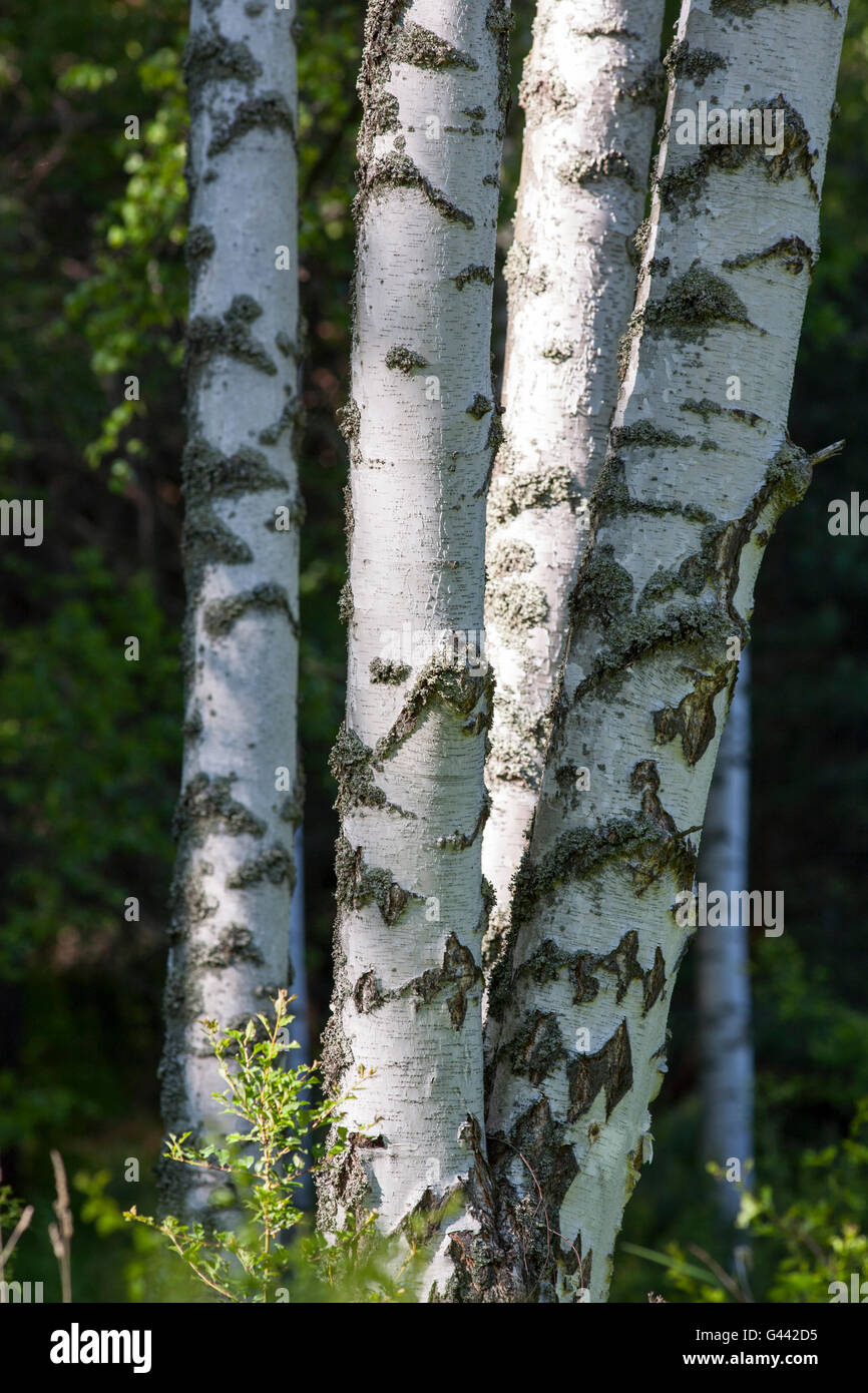 Gnarled birch trees hi-res stock photography and images - Alamy