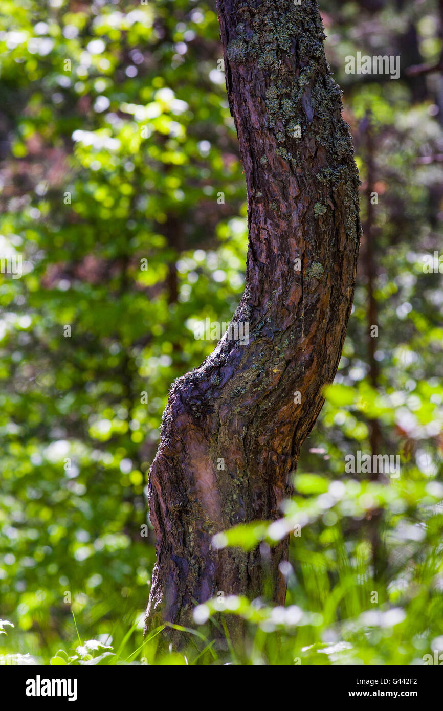 Ribbed bark of a pine tree, closeup detail Stock Photo - Alamy