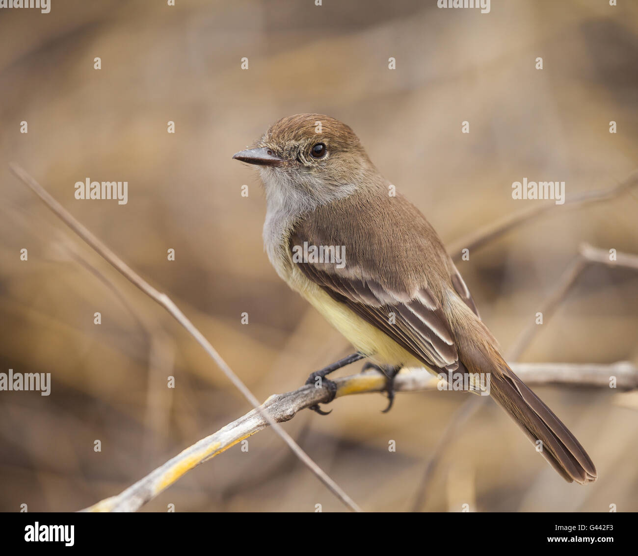 Warbler Finch is a species of bird, one of Darwin's finches in the ...