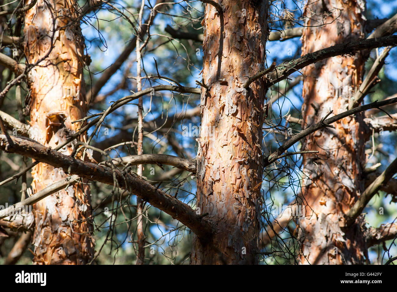 Ribbed bark of a pine tree, closeup detail Stock Photo - Alamy