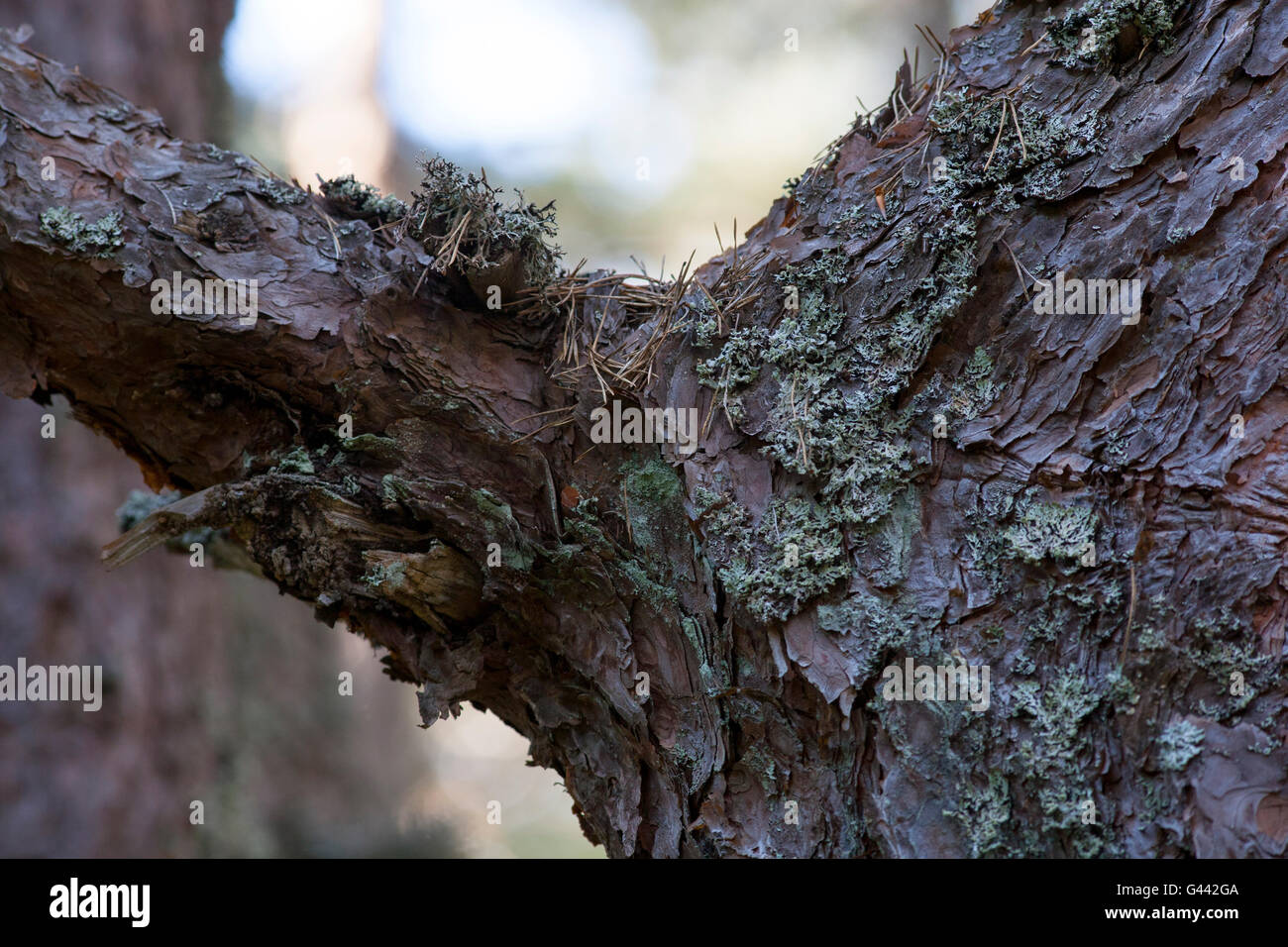 Ribbed bark of a pine tree, closeup detail Stock Photo - Alamy