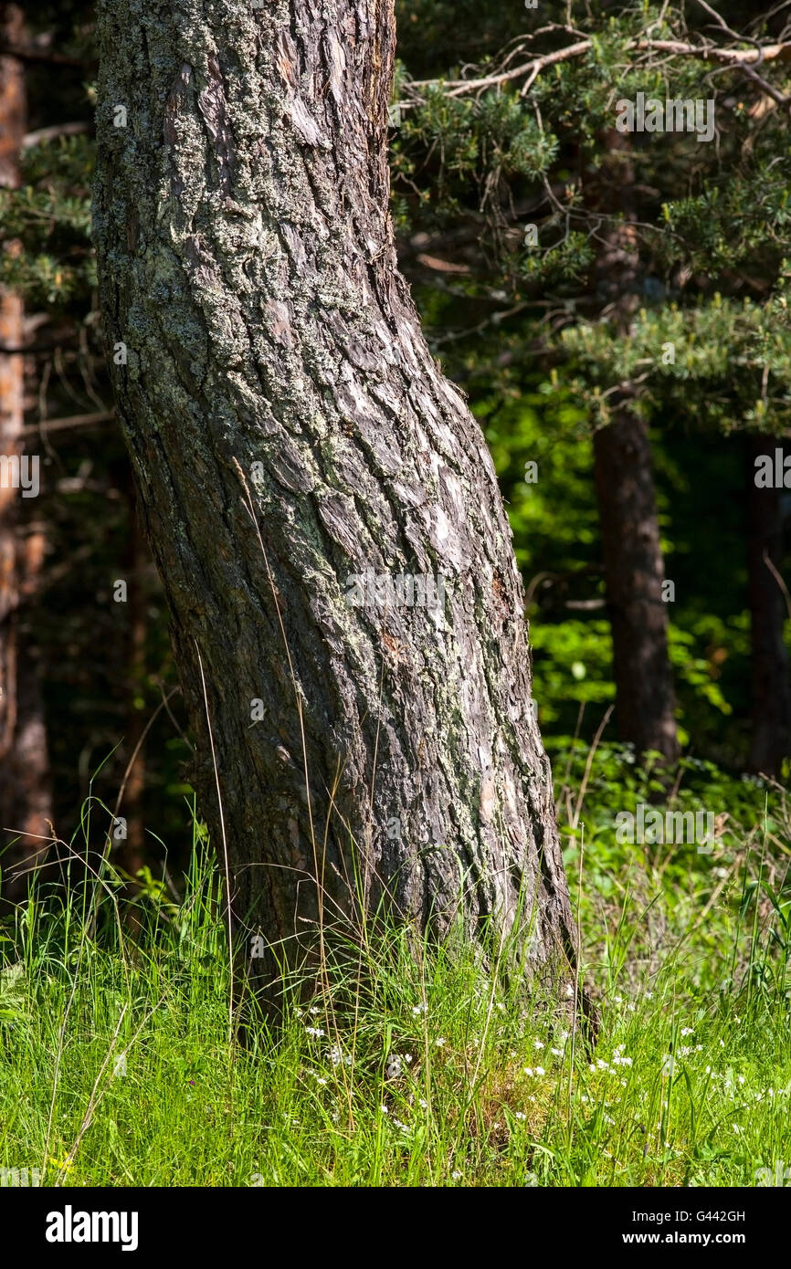 Ribbed bark of a tree in a park Stock Photo - Alamy