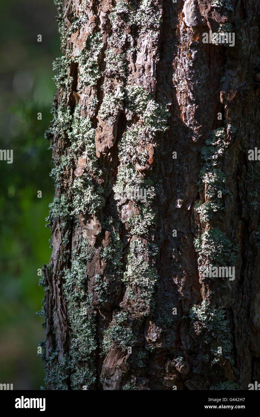 Ribbed bark of a pine tree in a park Stock Photo - Alamy