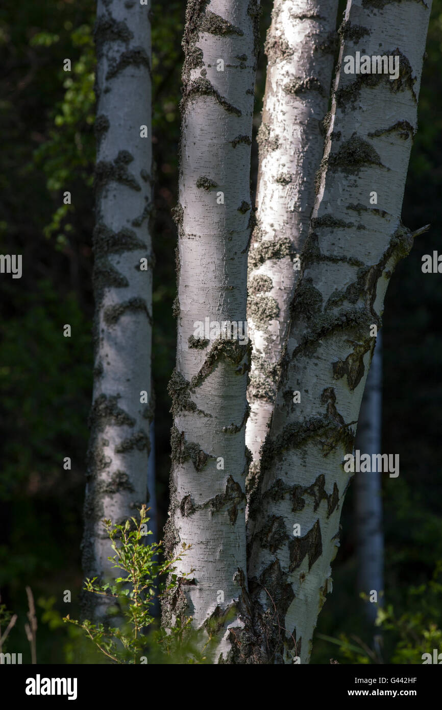 Gnarled birch trees hi-res stock photography and images - Alamy