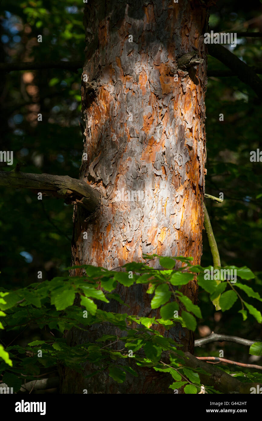 Ribbed bark of a pine tree, closeup detail Stock Photo - Alamy