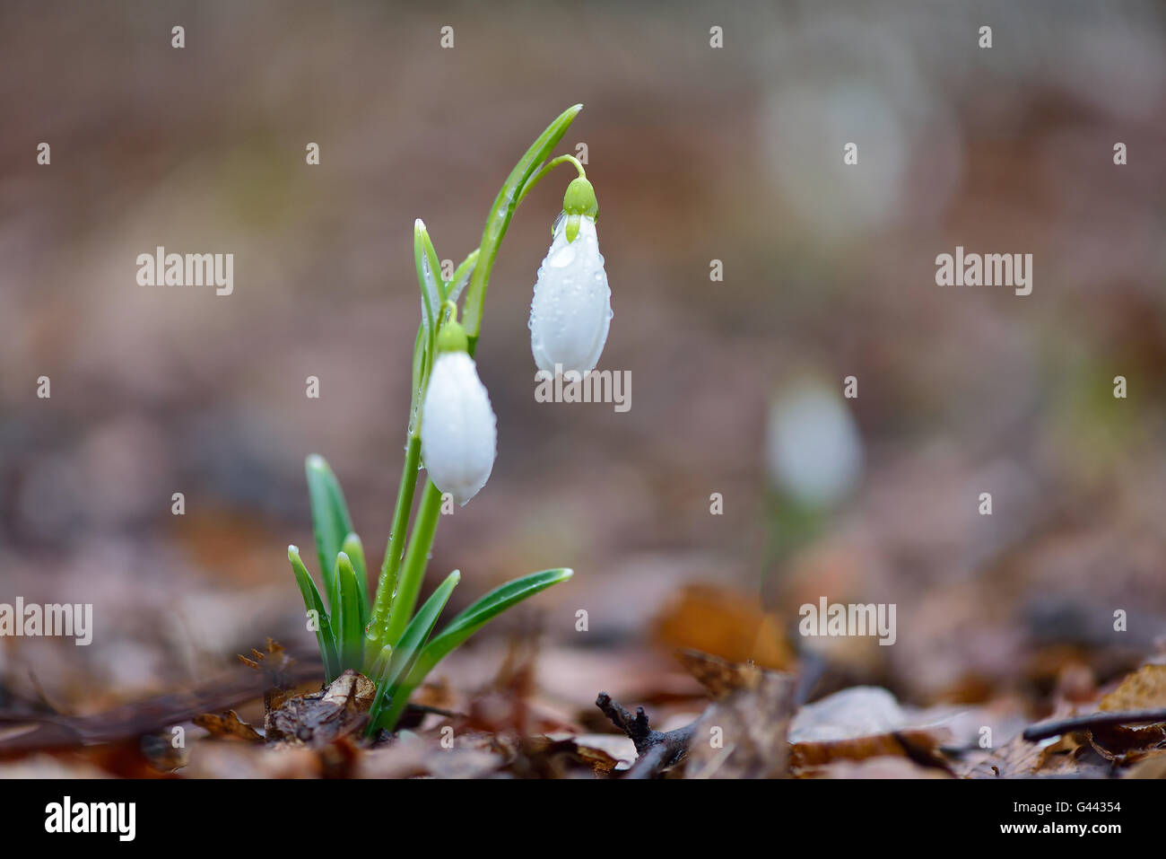 March snowdrop hi-res stock photography and images - Alamy