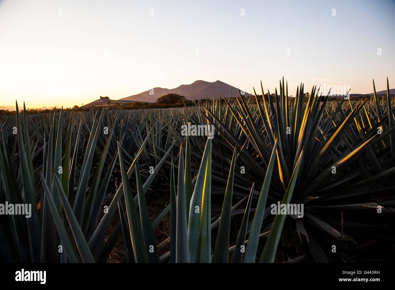 Sunrise over Agave field, Tequila production, Jalisco, Mexico Stock ...