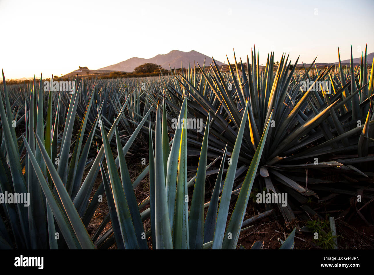 Sunrise over Agave field, Tequila production, Jalisco, Mexico Stock ...