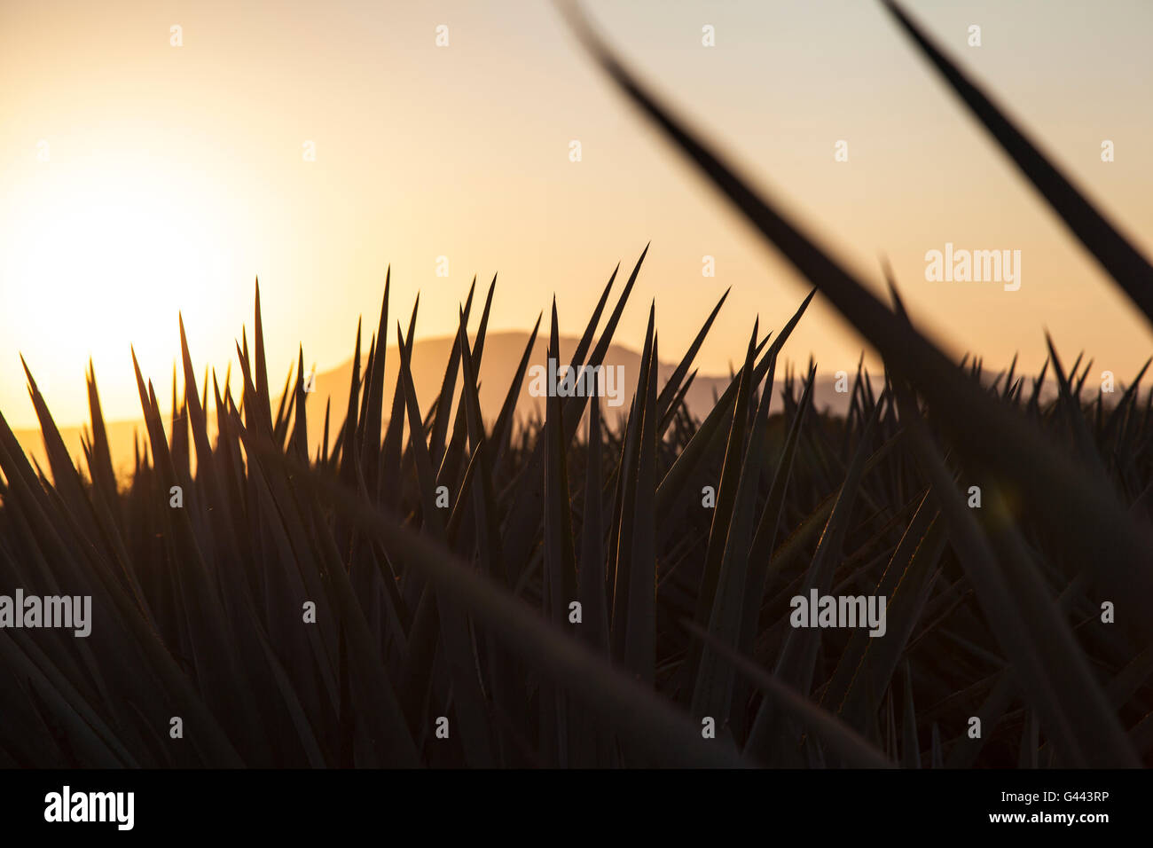 Sunrise over Agave field, Tequila production, Jalisco, Mexico Stock ...