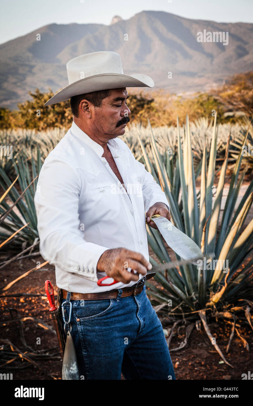 Farmer or Jimador, Ismael, preparing for harvest blue agave, Tequila ...