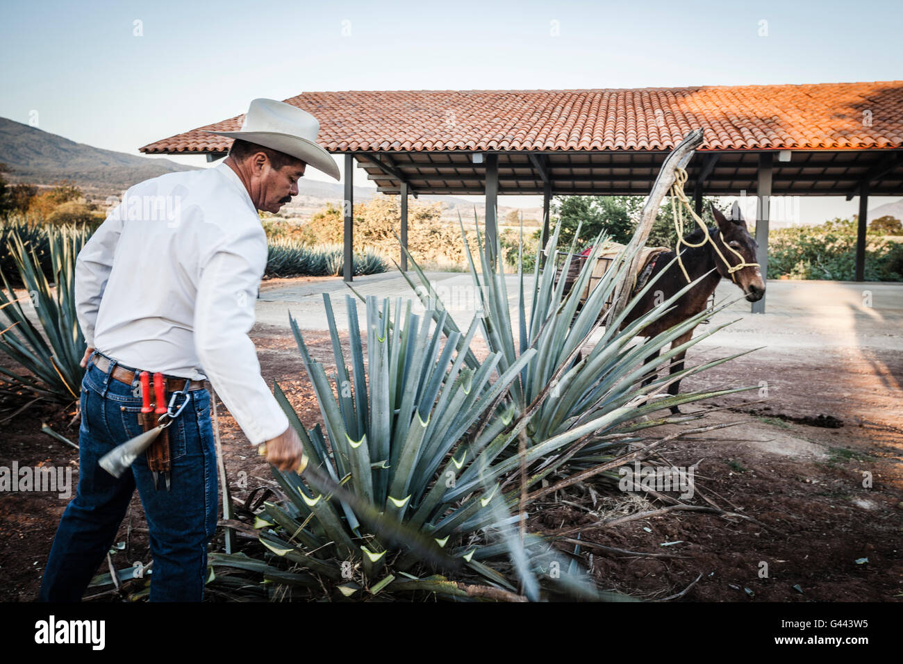 Farmer or Jimador, Ismael, preparing for harvest blue agave, Tequila ...