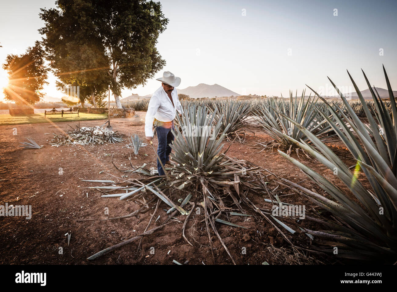 Jimador hi-res stock photography and images - Alamy