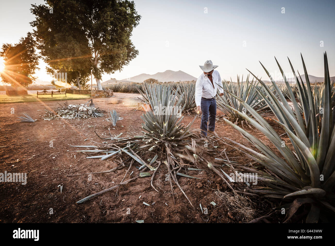 Farmer or Jimador, Ismael, preparing for harvest blue agave, Tequila ...