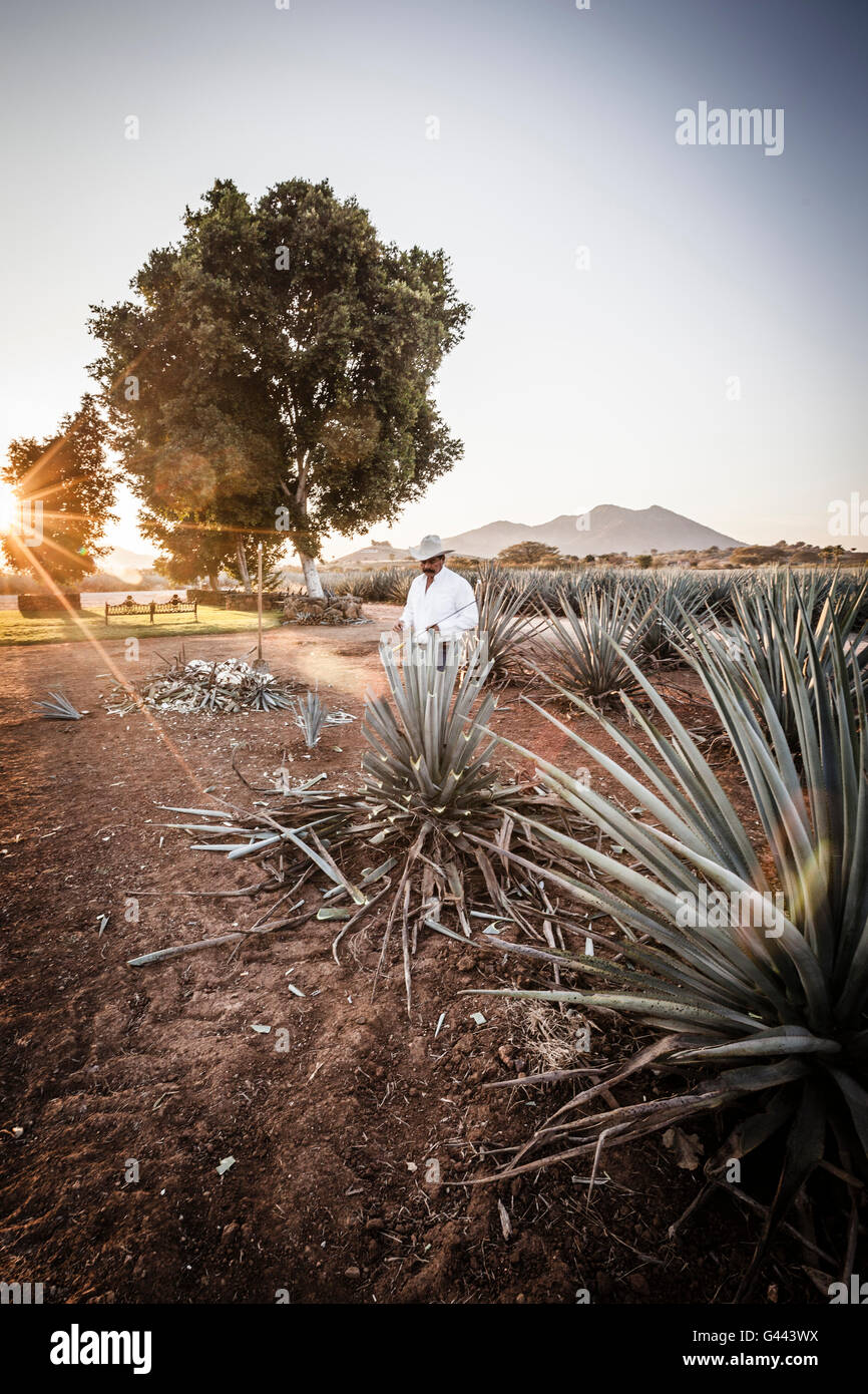 Farmer or Jimador, Ismael, preparing for harvest blue agave, Tequila ...