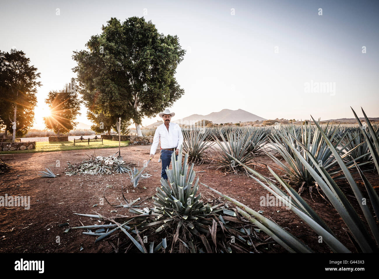 Farmer or Jimador, Ismael, preparing for harvest blue agave, Tequila ...