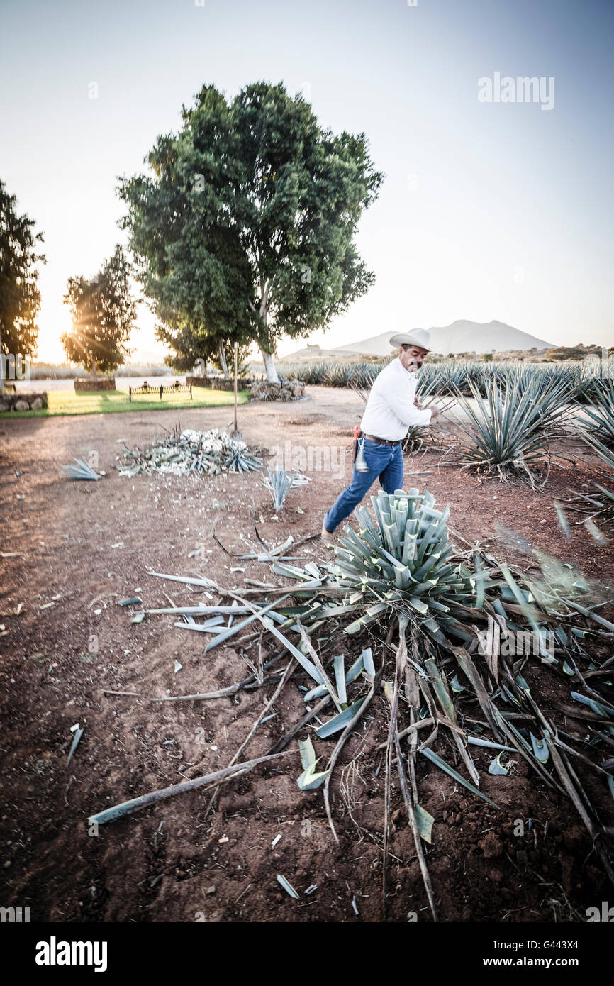 Farmer or Jimador, Ismael, preparing for harvest blue agave, Tequila ...