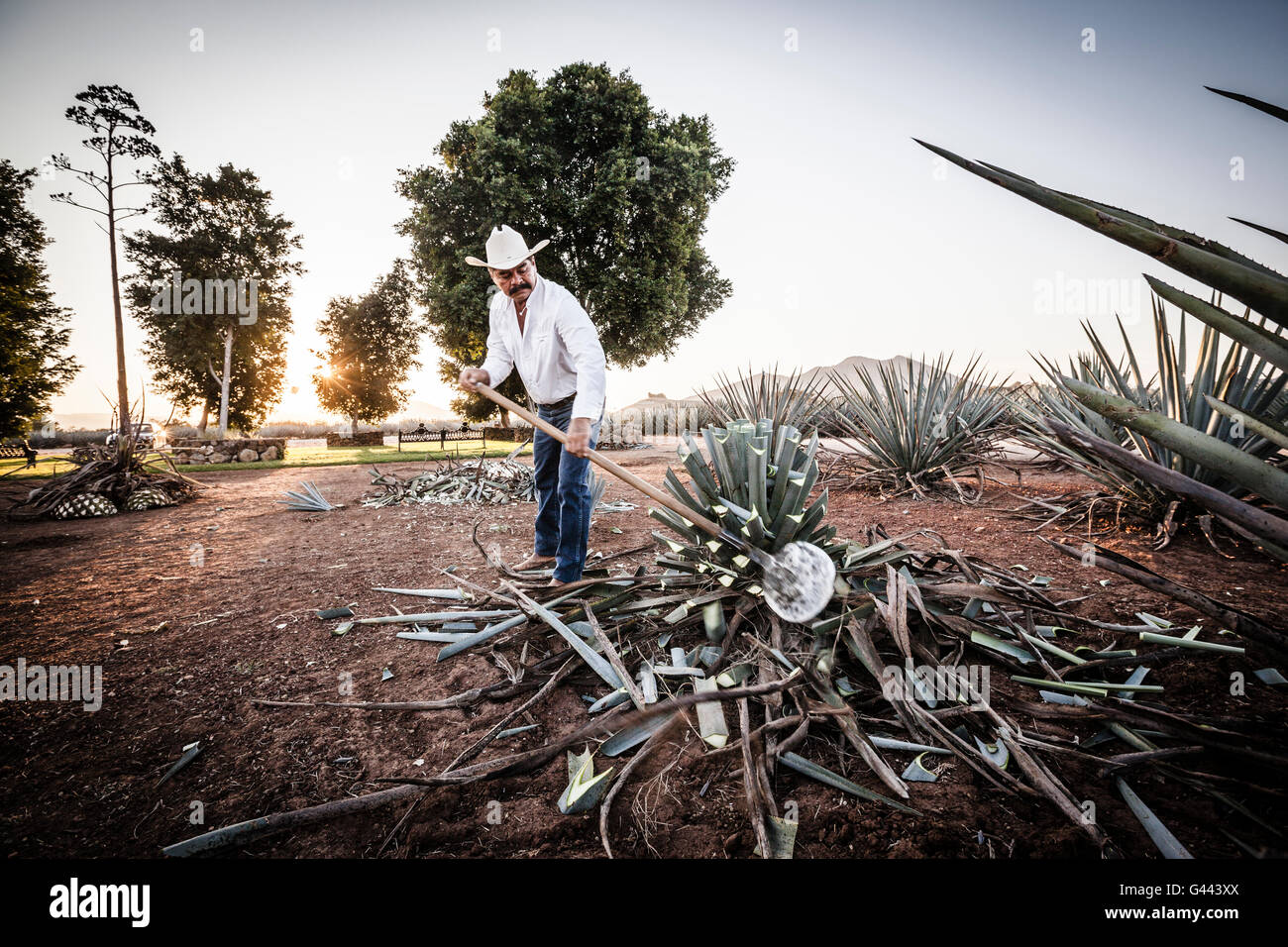 Mexican field worker hi-res stock photography and images - Alamy