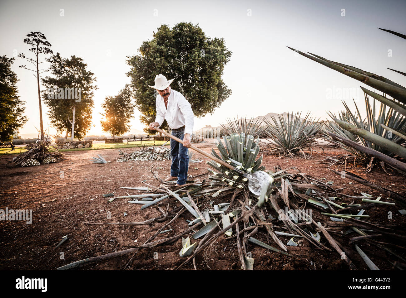 Farmer or Jimador, Ismael, preparing for harvest blue agave, Tequila ...
