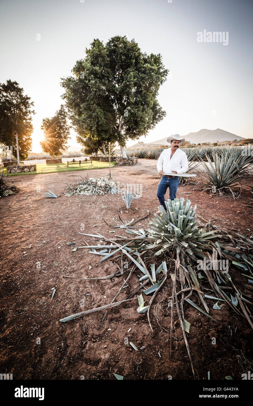 Farmer or Jimador, Ismael, preparing for harvest blue agave, Tequila ...