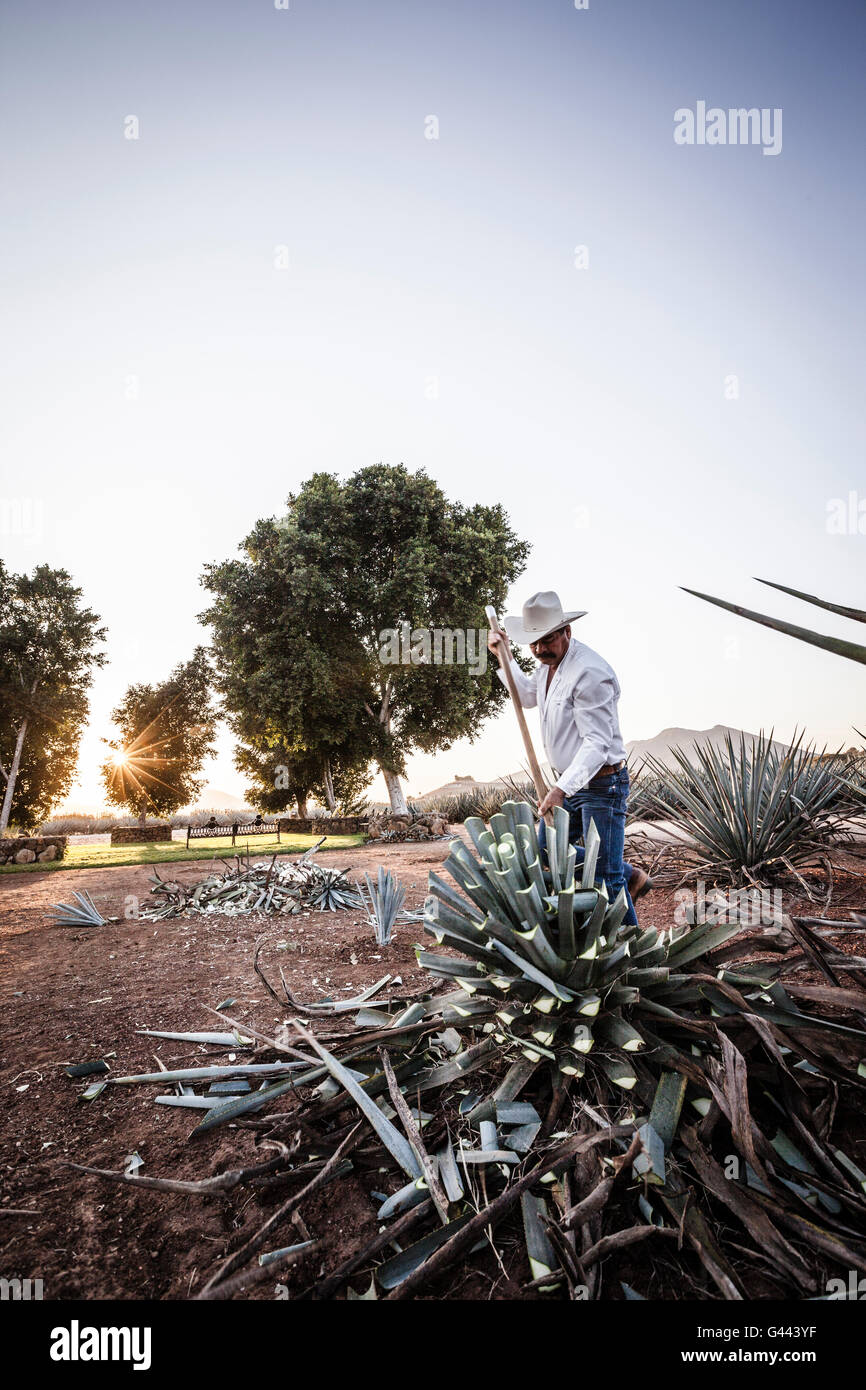 Farmer or Jimador, Ismael, preparing for harvest blue agave, Tequila ...