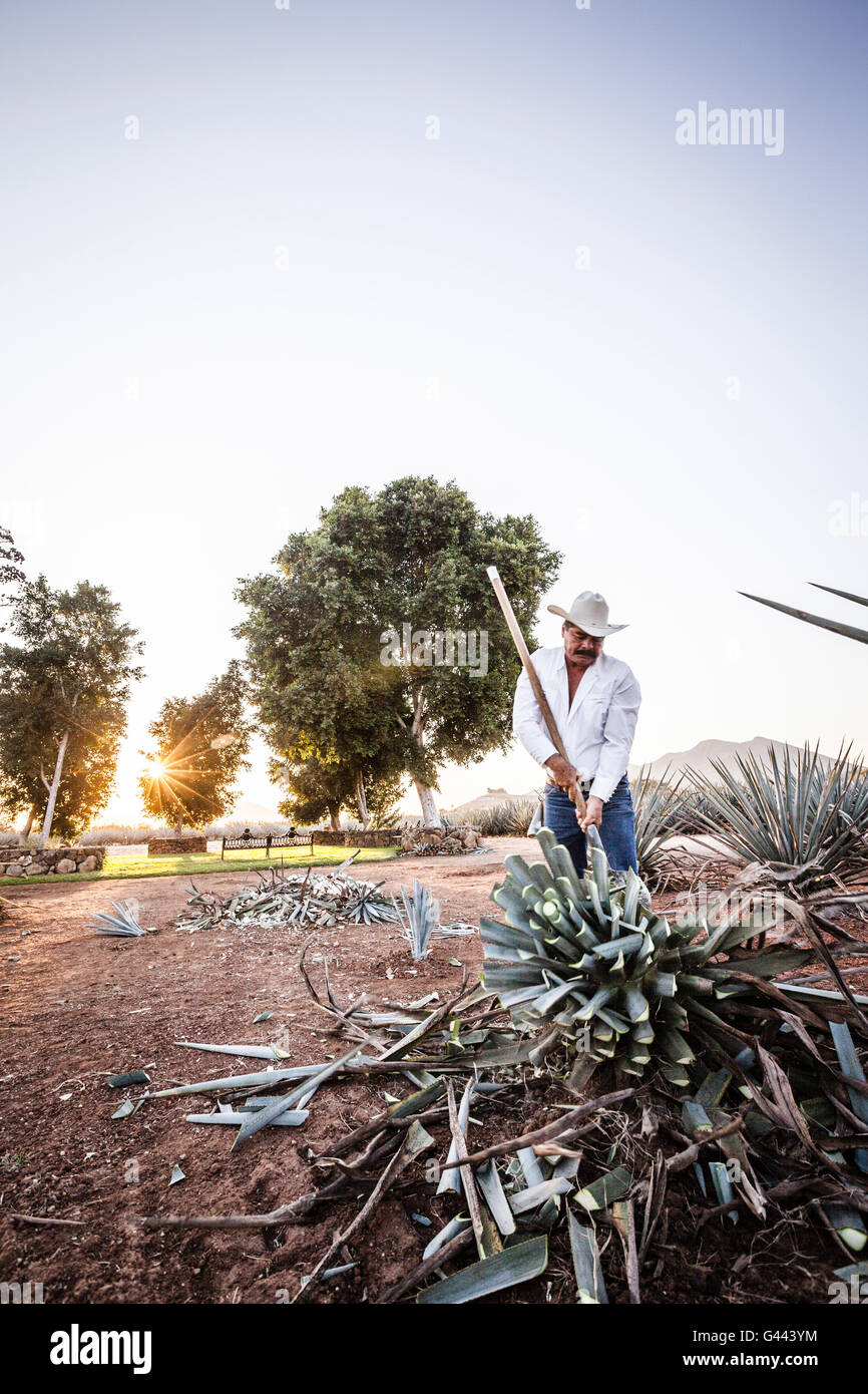 Farmer or Jimador, Ismael, preparing for harvest blue agave, Tequila ...