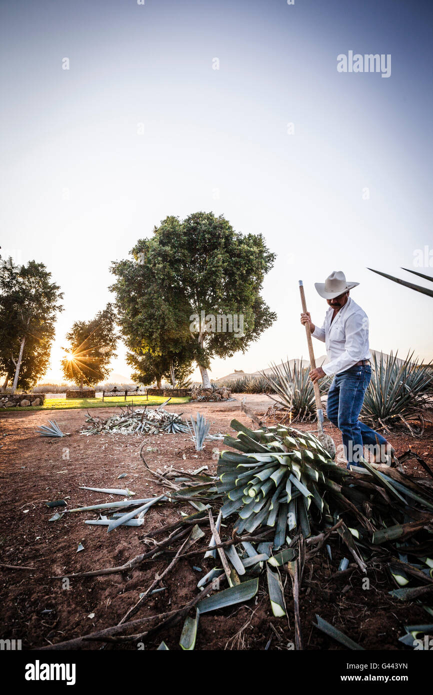 Farmer or Jimador, Ismael, preparing for harvest blue agave, Tequila ...