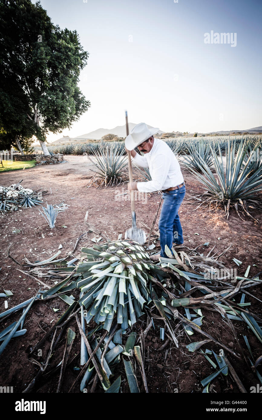 Farmer or Jimador, Ismael, preparing for harvest blue agave, Tequila ...